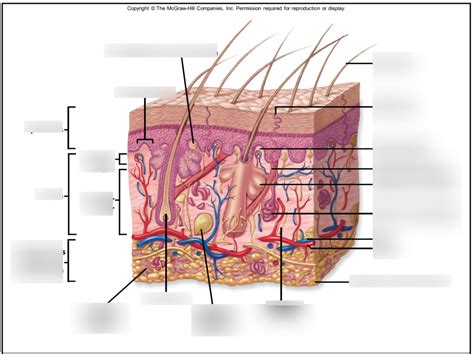 Integumentary Strata And Accessory Labelling Diagram Diagram Quizlet