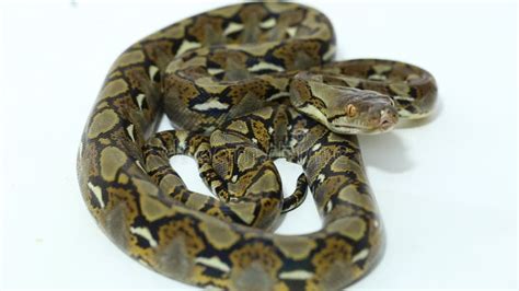 The Reticulated Python Malayopython Reticulatus Isolated On White
