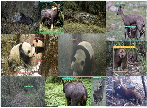 Wildlife Environment Yolov5 Model Remote Sensing Mdpi