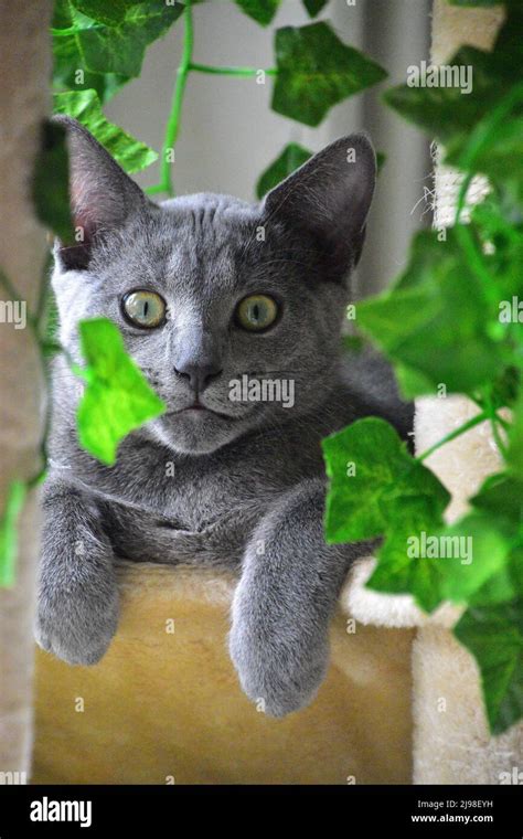 Russian Blue Kitten Stock Photo Alamy
