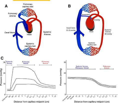 Figure 1 From Cardiovascular Adaptation To The Fontan Circulation Semantic Scholar