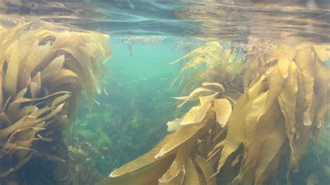 Rescue Divers Dispatched To Save Iconic Giant Kelp