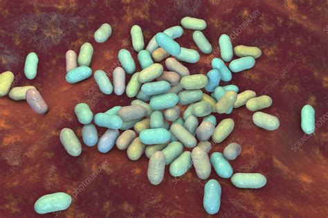 Prevotella Bacteria Illustration Stock Image F037 6710 Science