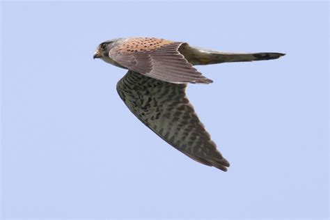 チョウゲンボウ雄通過 02 季節の風