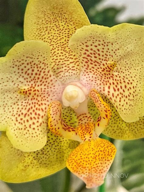 Phal. Little Emperor '560' (peloric - 2 eyes) 2.5''