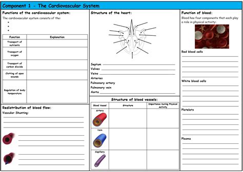 GCSE PE Edexcel 9 1 Cardiovascular System Knowledge Retrieval