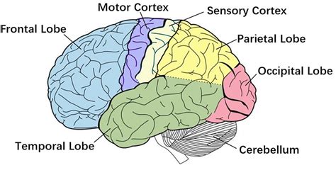 Brain Cortex Diagram