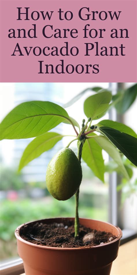 How To Grow And Care For An Avocado Plant Indoors Avocado Plant Indoor Plants Vertical