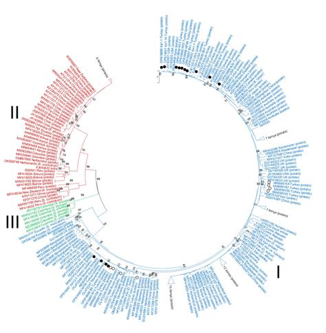 Phylogenetic Trees Based On The Nucleotide Sequences Of The Coat Download Scientific Diagram