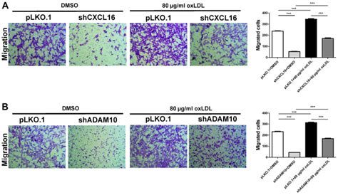 Oxldl Promotes Podocyte Migration By Regulating Cxcl16 Adam10 And Actn4 Pmc