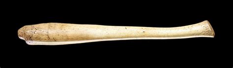 Large Walrus Penis Bone Baculum Hand Club Bada