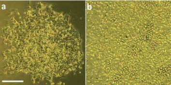 A Graph Showing Isolation Efficiencies Obtained Using The Microdevice Download Scientific