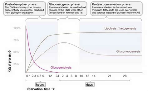 Dr Phinneys Take On Fasting Fasting Ketogenic Forums