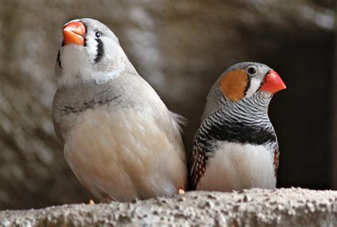 5 Best Finch Feeders That Actually Work 2022 World Birds