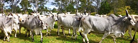 Bos Indicus Cattle Co