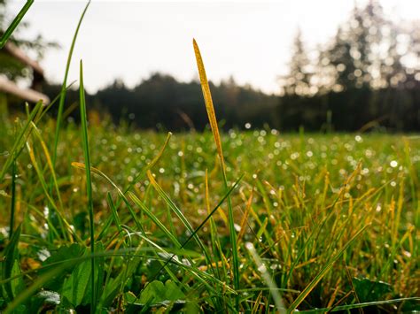 Identifying Treating Lawn Rust Elite Lawn Care