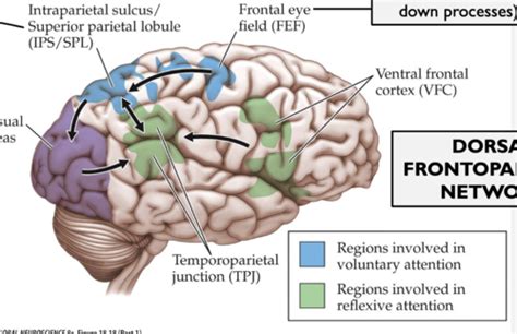 Attention Flashcards Quizlet