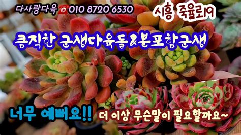 말이 필요 없음 너무너무 어여쁜 군생다육 많아요 살루 대품 가격대박 샤넬신상 멋짐주의 분포함군생 대품 중품등