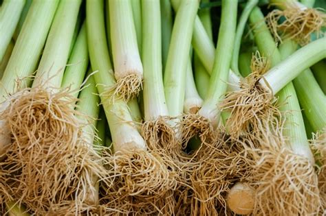 대파 그냥 먹지 마세요 이 부분이 항산화 효과 최고 오늘뭐먹지