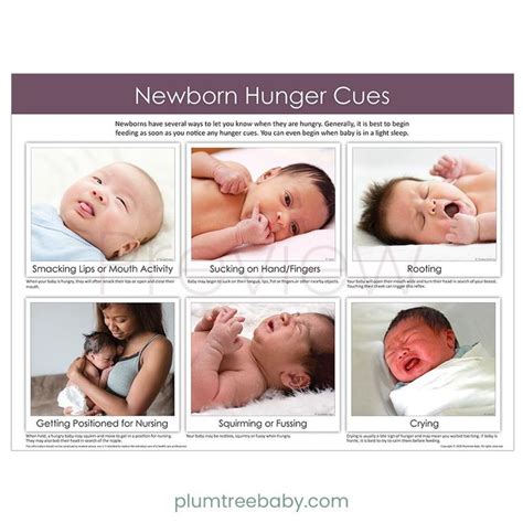 Newborn Hunger Cues Poster Large English Breastfeeding Poster