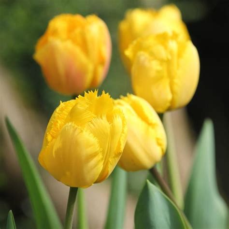 Каденза Тюльпан Фото — Mixyfotos.ru