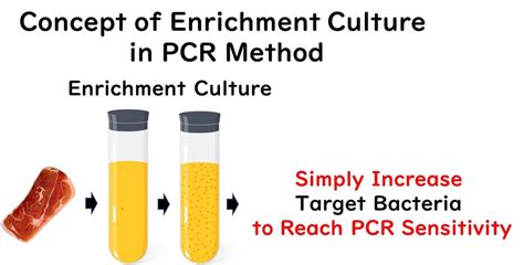 The Critical Role Of Enrichment Culture In Pcr Food Testing