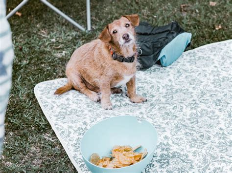 Pancreatitis In Dogs