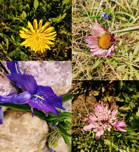 Nature Walk Album On Imgur