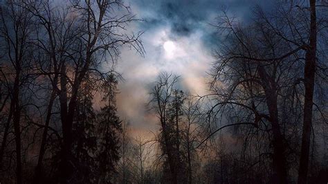 Ночной лес свет луны обои для рабочего стола картинки фото 1920x1080