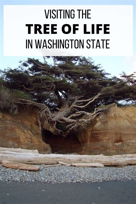 The Tree Of Life In Washington Is Located At Kalaloch Beach Its Roots Are Almost Fully Exposed