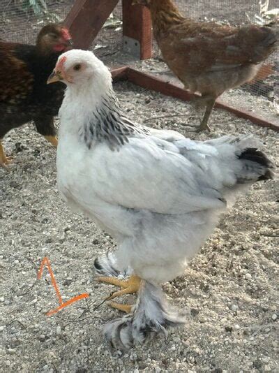 Light Brahma Cockerel Or Pullet Backyard Chickens Learn How To