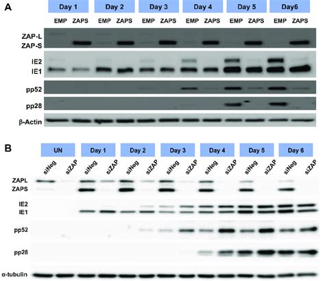 Ie1 Expression Is Not Affected By Zap Overexpression A Wild Type