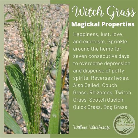 Witch Grass Magickal Properties Medicinal Herbs Garden Magic Herbs