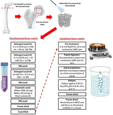 Figure 1 From Biofabrication Of Multiscale Bone Extracellular Matrix Scaffolds For Bone Tissue