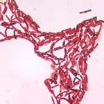 Bacillus Spp Flickr Photo Sharing