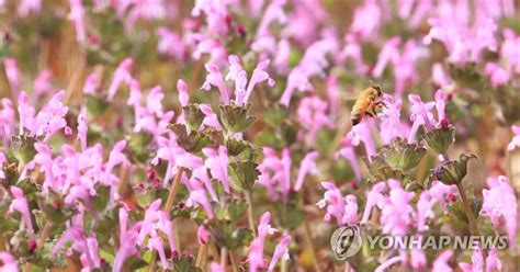 활짝 핀 현호색 꽃과 꿀 따는 벌