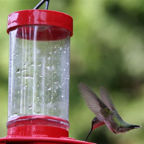 Ruby Throated Hummingbird Is A Solitary Bird They Are Widely Distributed