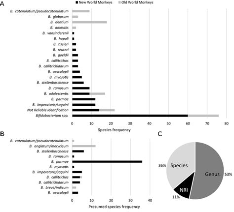 Maldi Tof Ms Identification Of Primate Bifidobacterial Isolates A Download Scientific