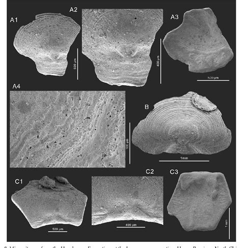 Figure 8 From First Report Of Small Shelly Fossils From The Cambrian Miaolingian Limestones