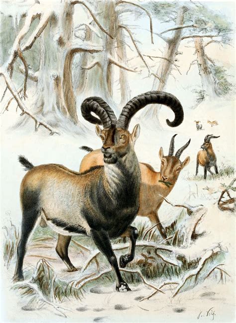 Pyrenean Ibex Fact Sheet C S W D