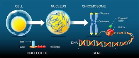 Cell Nucleus Dna