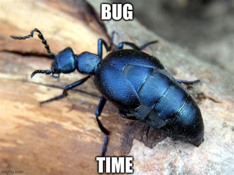 Bug Imgflip