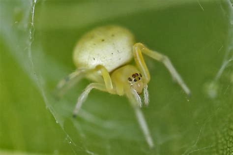 lattice orbweaver araneus thaddeus bugguide