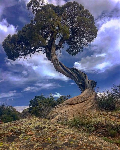 Unique And Odd Trees Discover The Beauty Of Nature