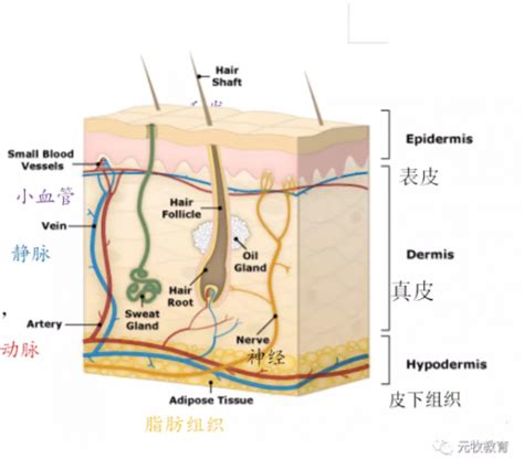 【必考】解剖知识点—皮肤 元牧教育