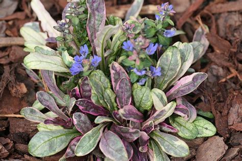 Ajuga Reptans Dixie Chip Emerisa Gardens