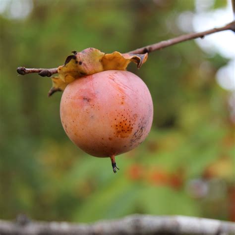 Diospyros Virginiana American Persimmon Live Plant For Sale Green