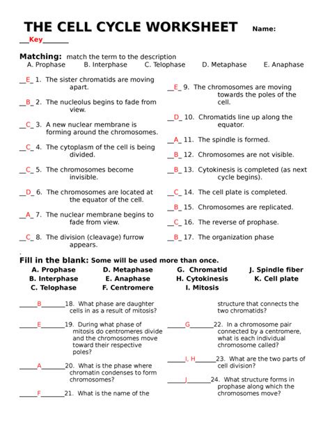 Wlhs Biology The Cell Cycle Worksheet