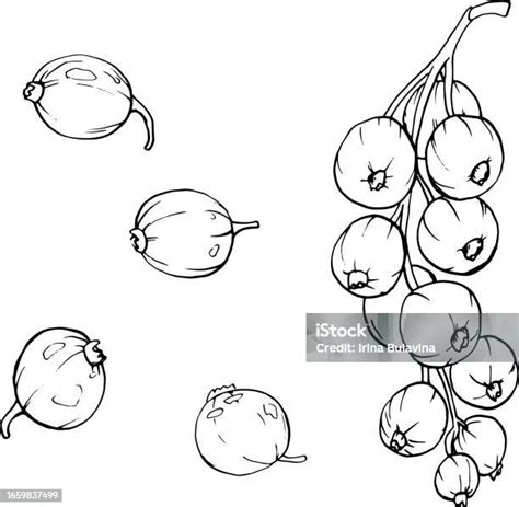 붉은 건포도 열매는 흰색 배경에 분리되어 있습니다 손으로 그린 벡터 식물 그림입니다 클립 아트 베리 가지 스케치 여름 과일 새겨진 스타일 일러스트 가을에 대한 스톡 벡터