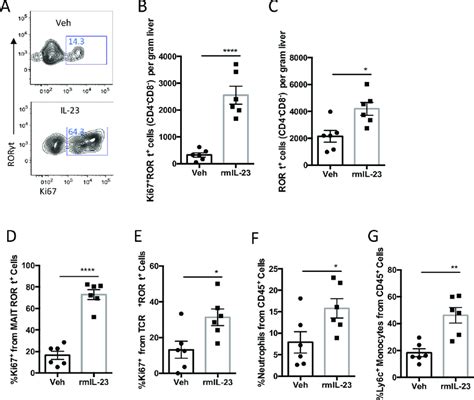 Rmil 23 Administration Induces Rorγt Proliferation In Liver Facs Download Scientific Diagram